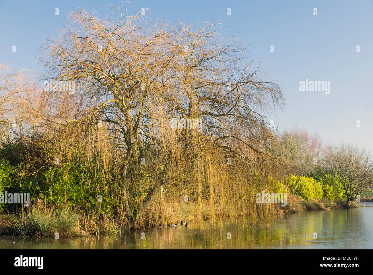 An image of a beautiful weeping willow tree by a partly frozen lake ...