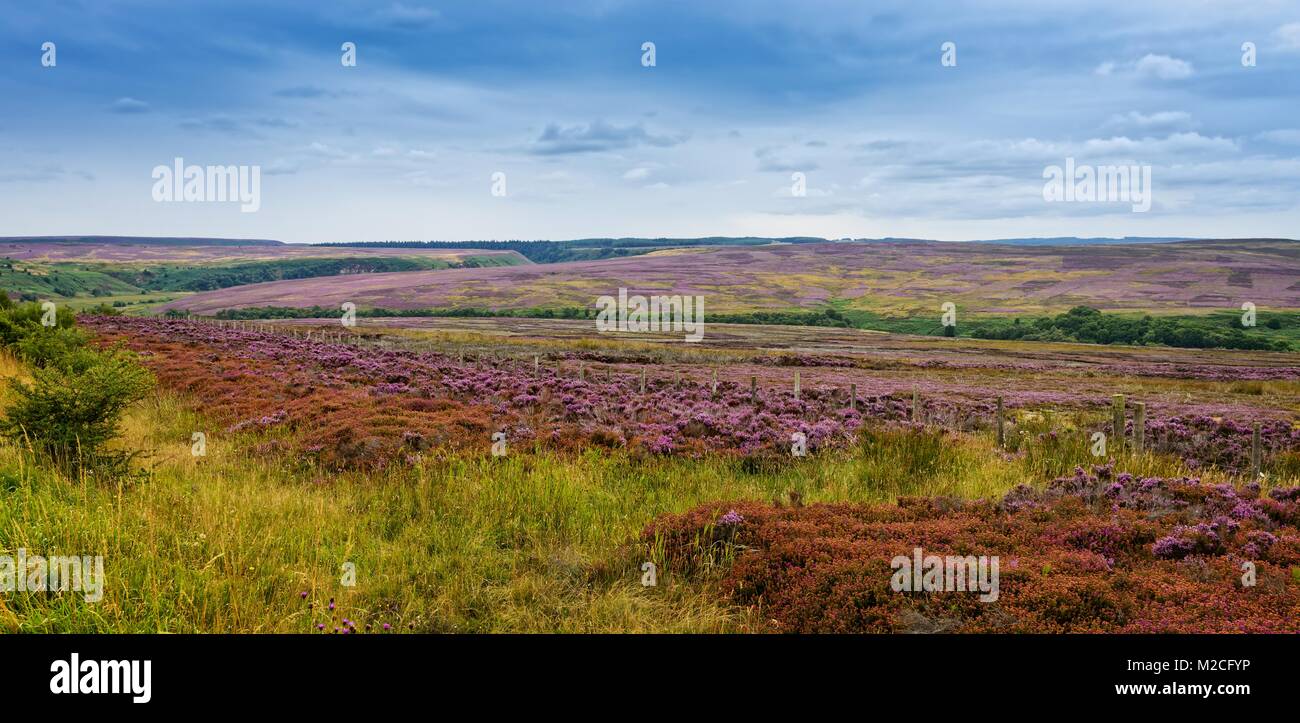 Purple Moor Grass Stock Photos & Purple Moor Grass Stock Images - Alamy