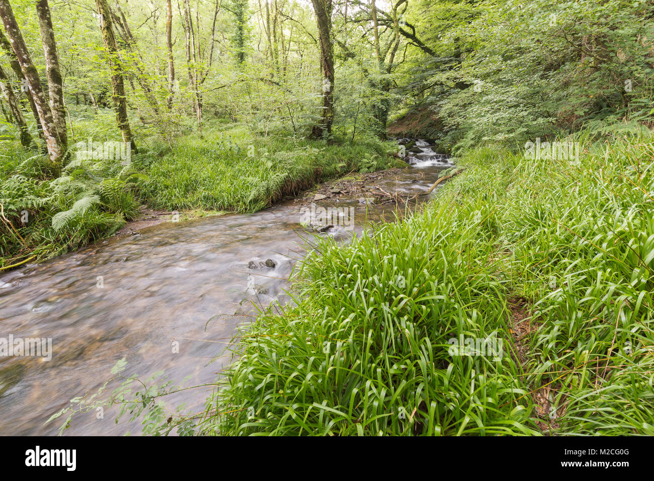 Stream water flowing wilderness High Resolution Stock Photography and ...