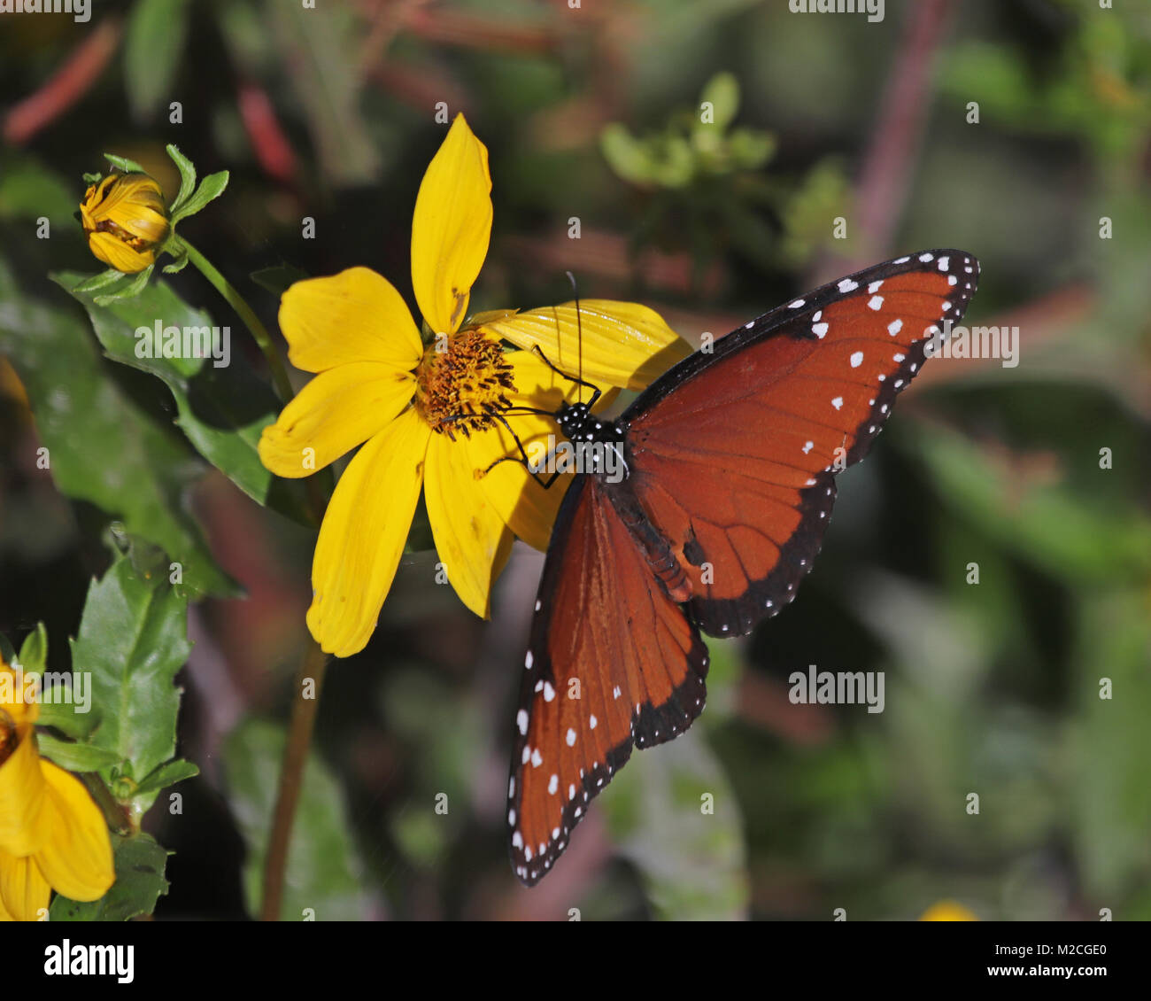 The Queen butterfly looks very similar to the Monarch but is ...