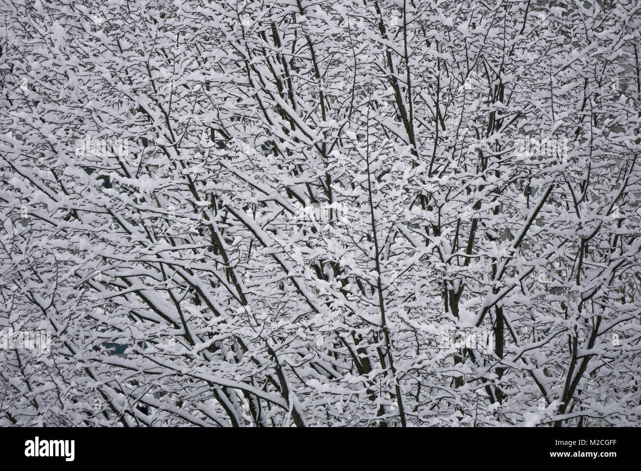 Tree branches covered in snow creating a winter wonderland scene Stock ...
