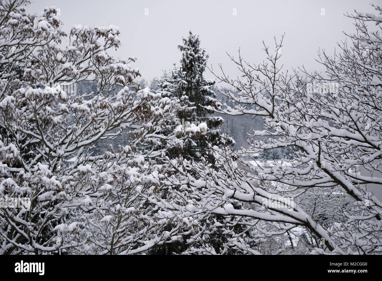 Various types of trees covered in a thick layer of snow in Austria ...