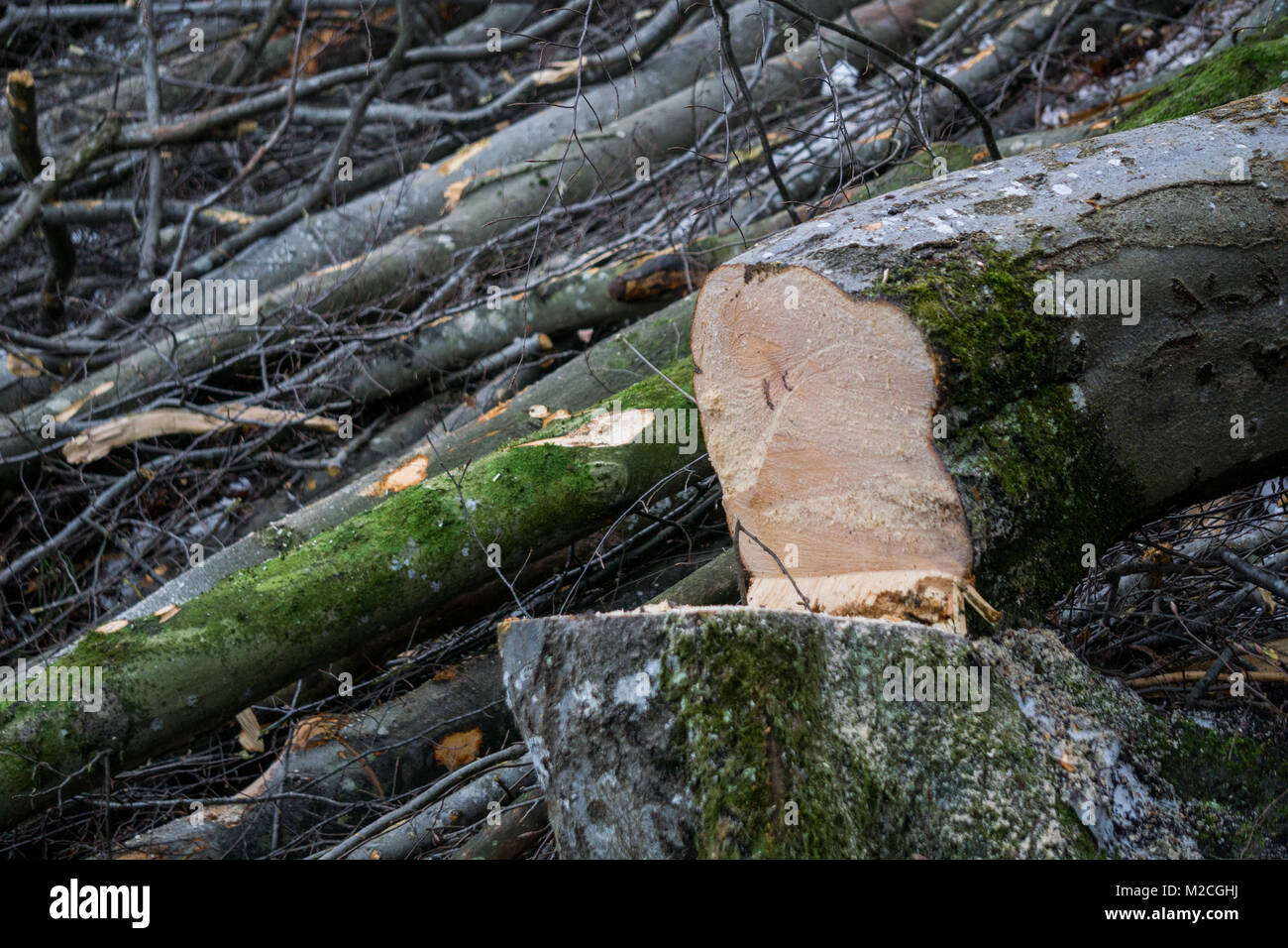 Logging tree felling machinery hi-res stock photography and images - Alamy