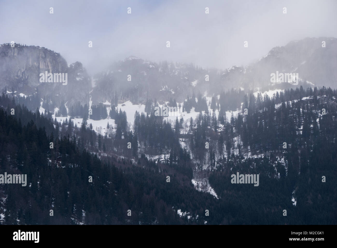 Alpine forest on a mountainside covered in fog Stock Photo - Alamy