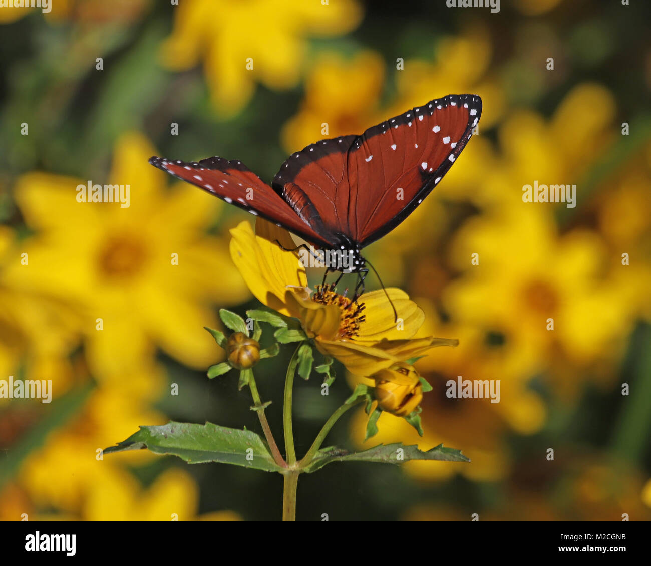 Poisonous Butterflies