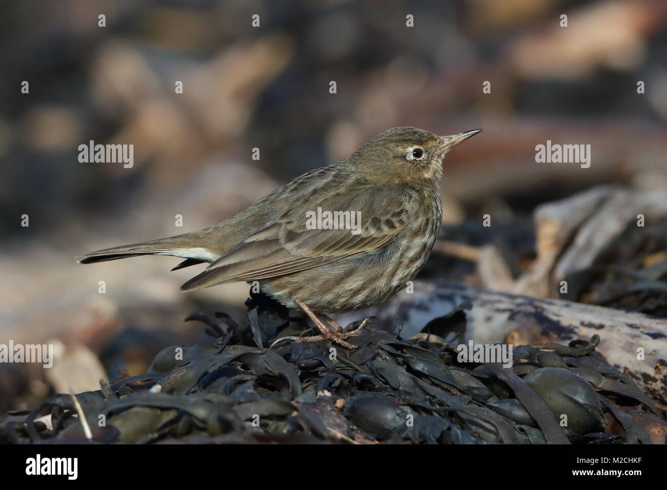 Shoreline pipit hi-res stock photography and images - Alamy