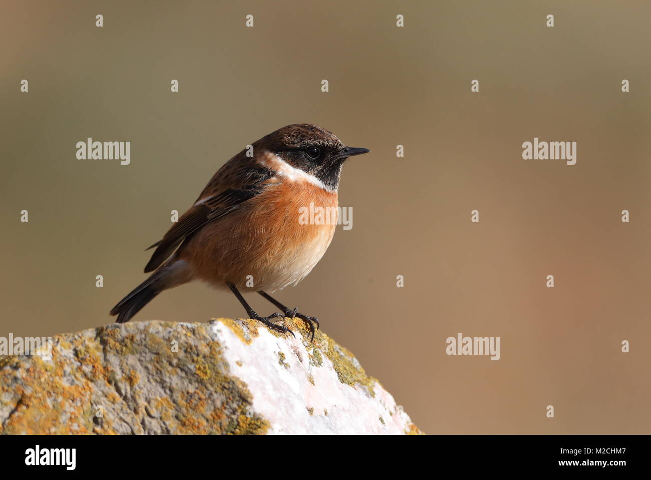 Eurasian stonechat hi-res stock photography and images - Alamy