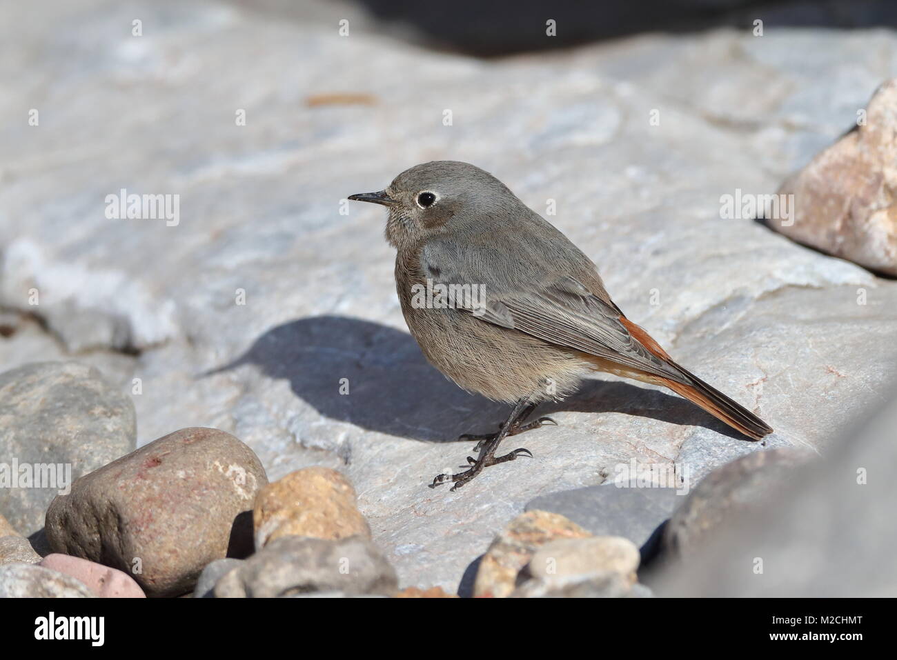 Female Black Redstart Stock Photo - Alamy