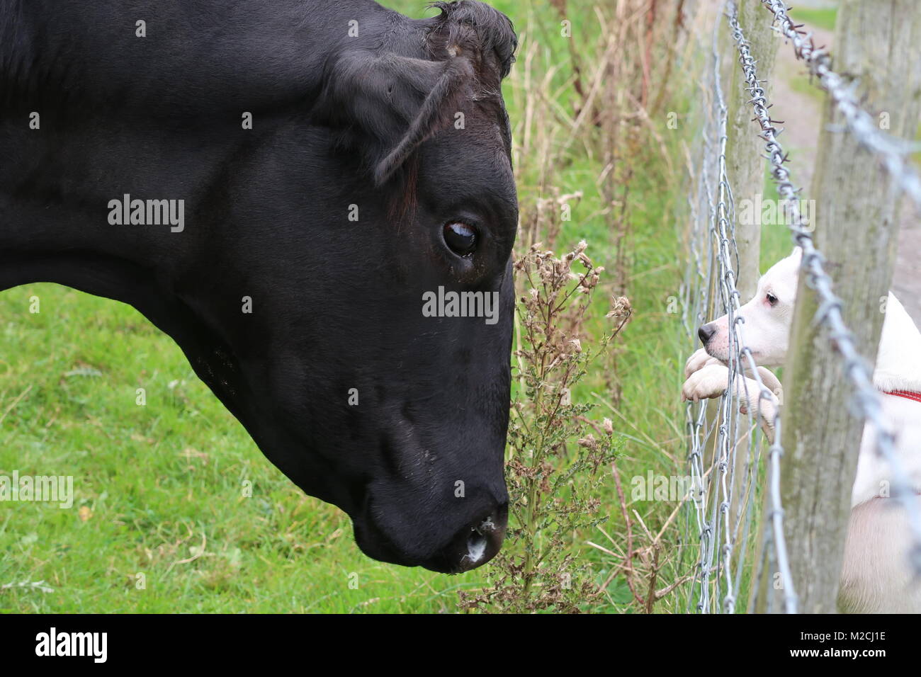 cow meets dog Stock Photo - Alamy