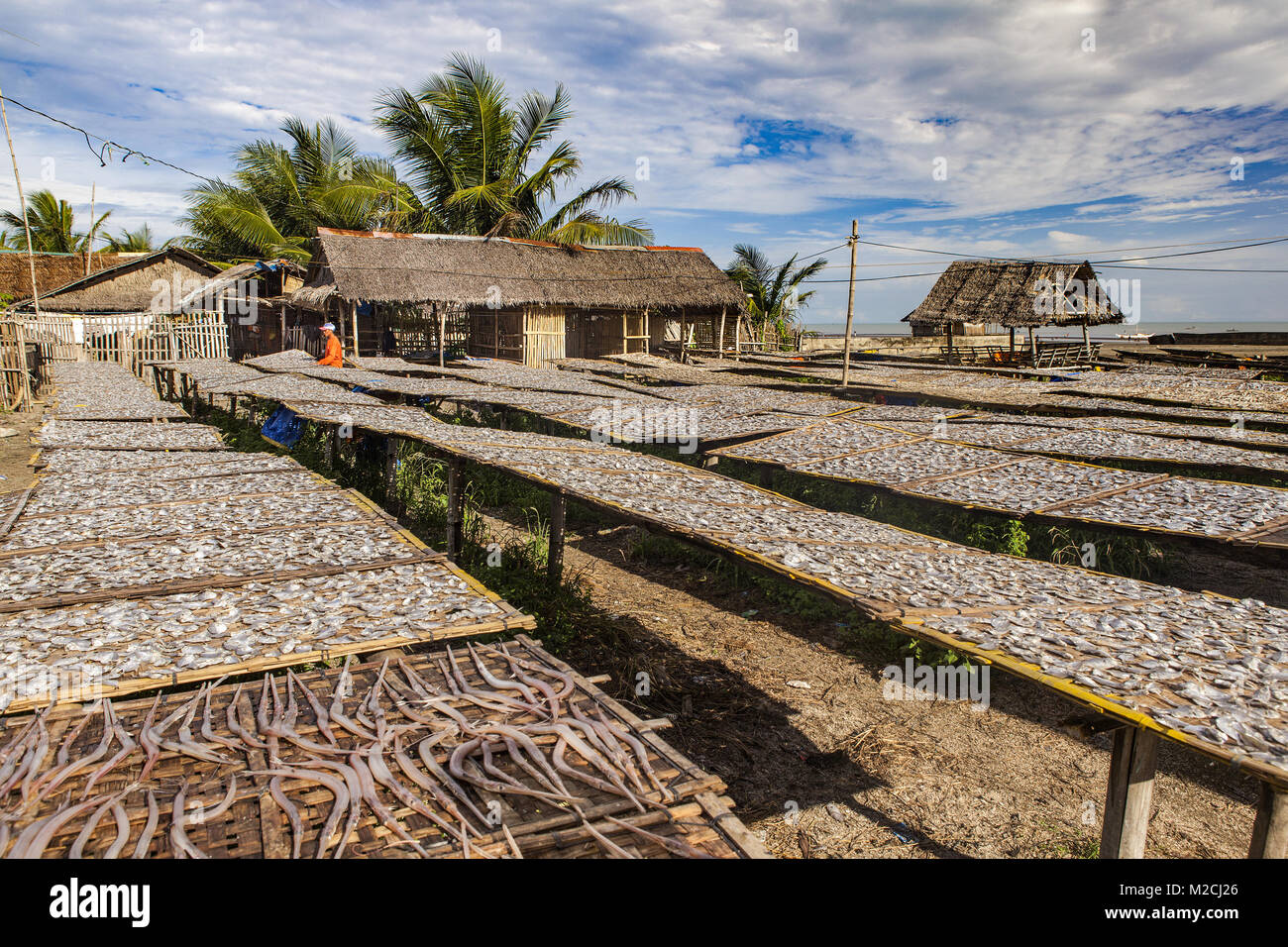 A Filipino commercial fisherman tends his bamboo racks loaded with ...