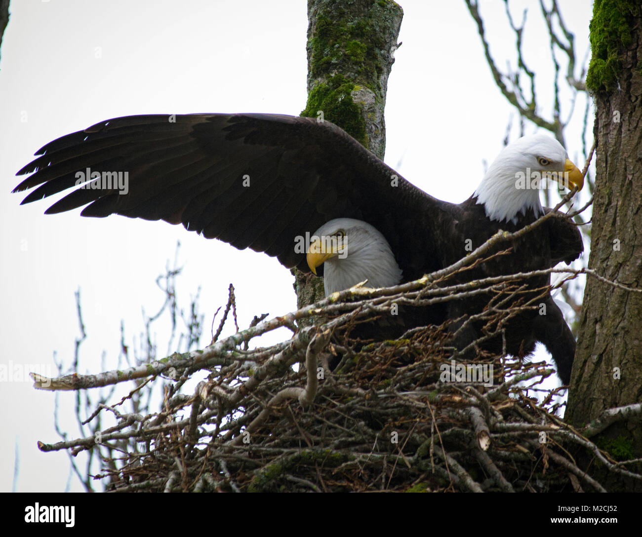 Screaming eagles hi-res stock photography and images - Alamy