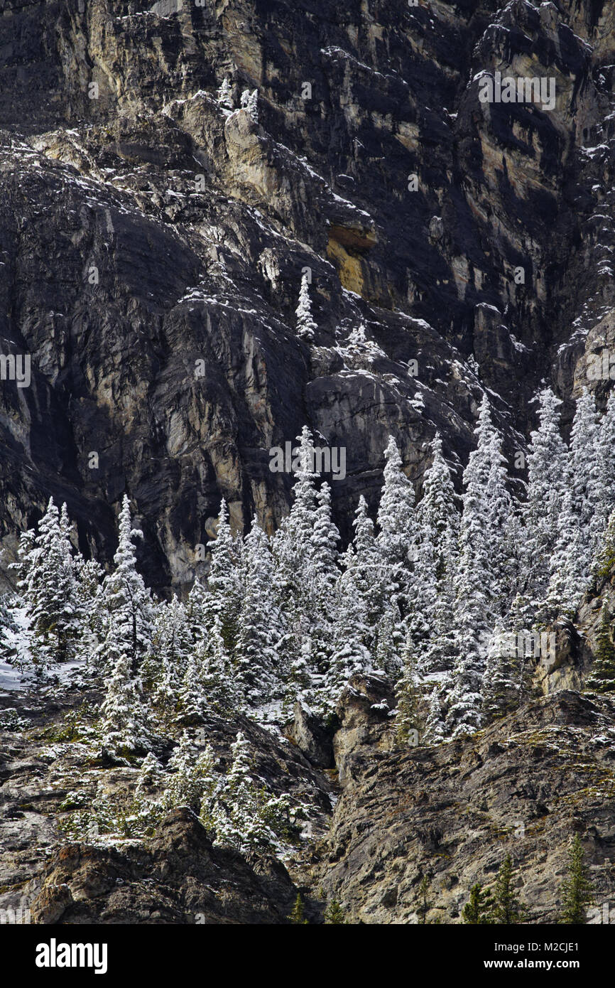 Alberta landscape with early, light, powdery snow on trees. Location is ...