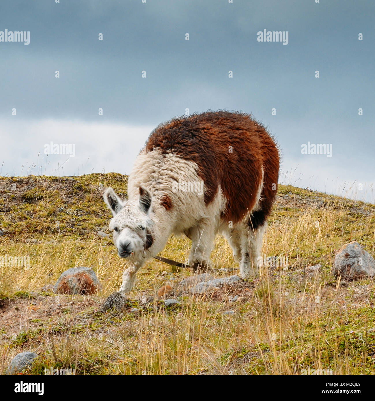 Llama wool hi-res stock photography and images - Alamy