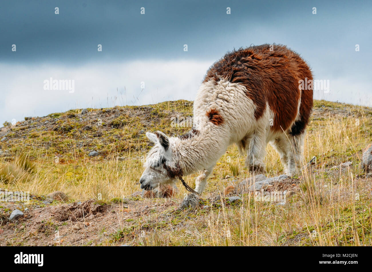 Llama is a domesticated South American camelid, widely used as a meat ...