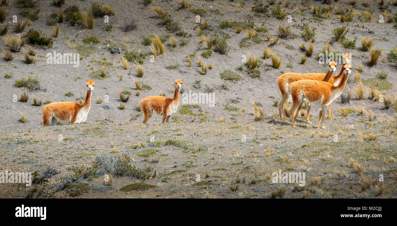 Llama is a domesticated South American camelid, widely used as a meat ...
