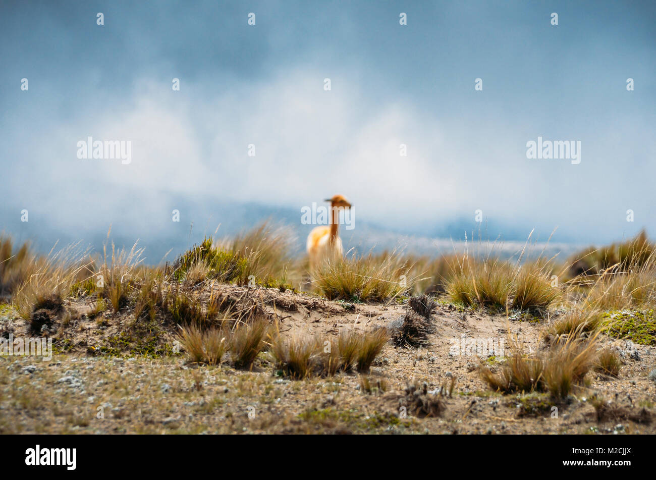 Llama is a domesticated South American camelid, widely used as a meat ...