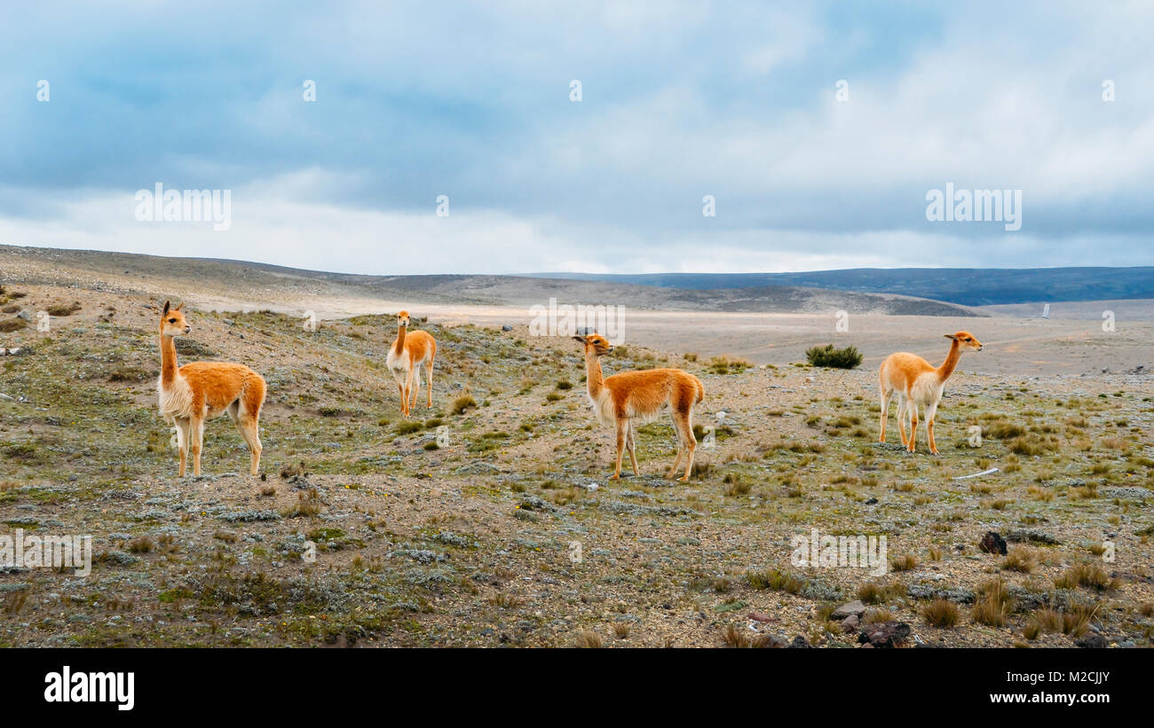 Llama is a domesticated South American camelid, widely used as a meat ...