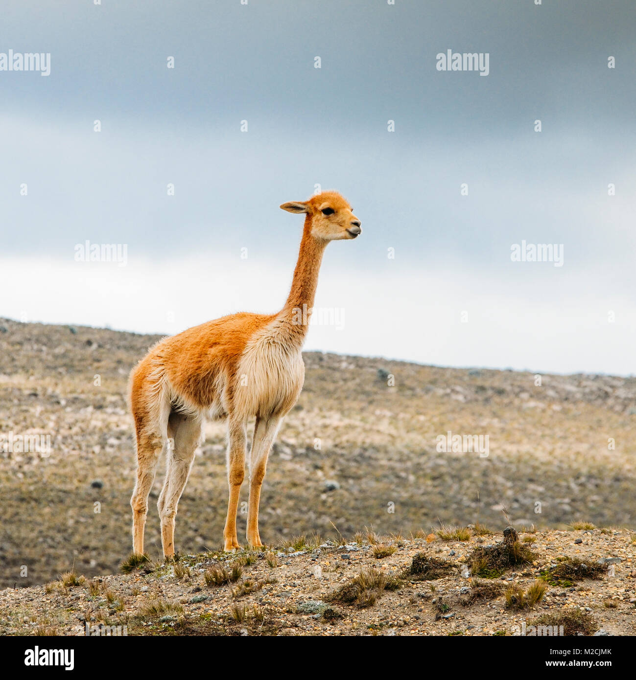 Llama is a domesticated South American camelid, widely used as a meat ...