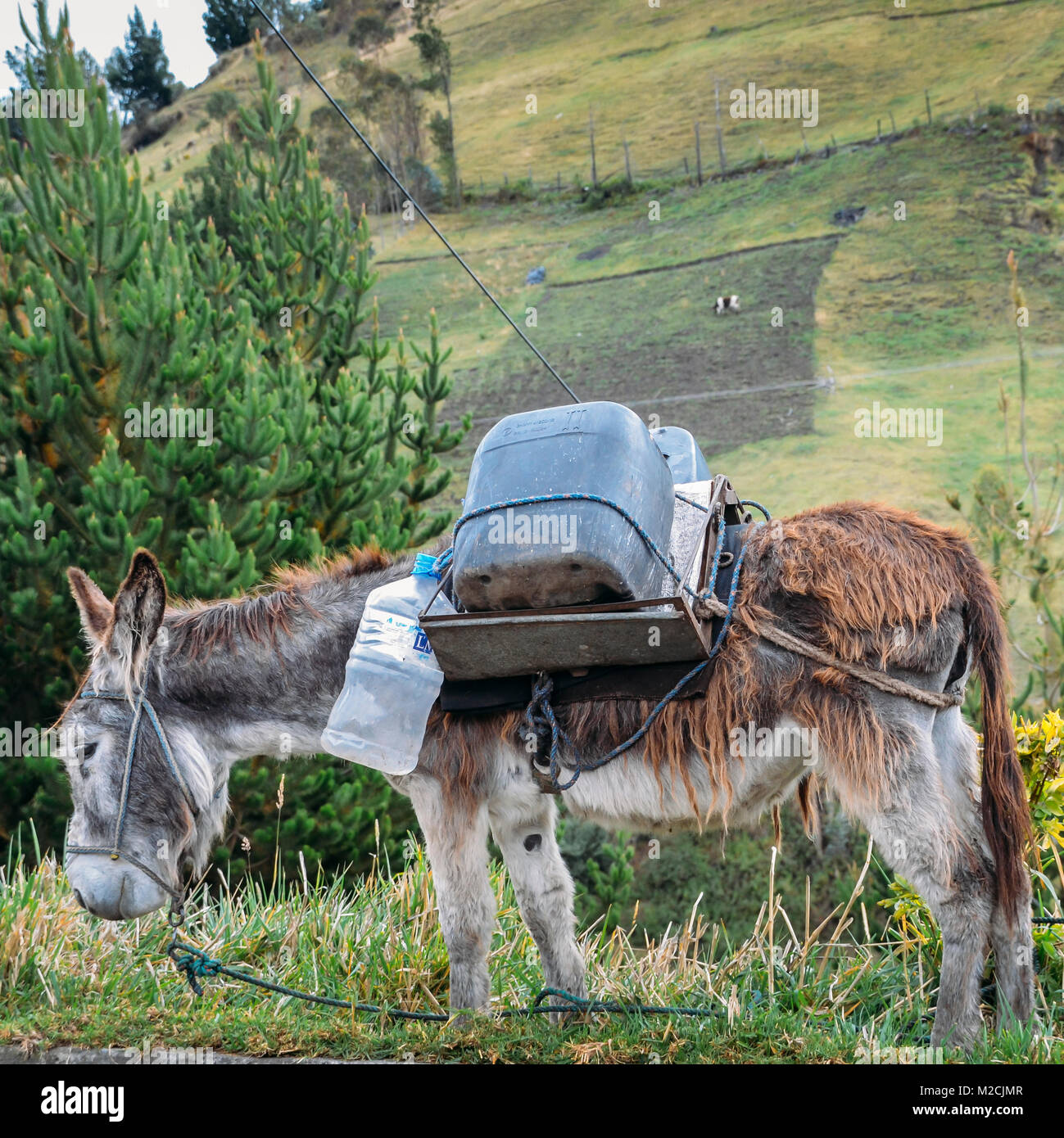 Donkey carrying water and supplies Chimborazo in rural Ecuador Stock ...