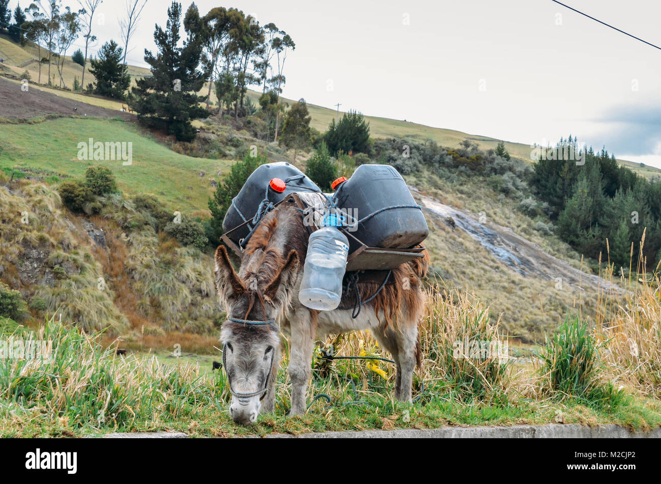 Donkey carrying water and supplies Chimborazo in rural Ecuador Stock ...