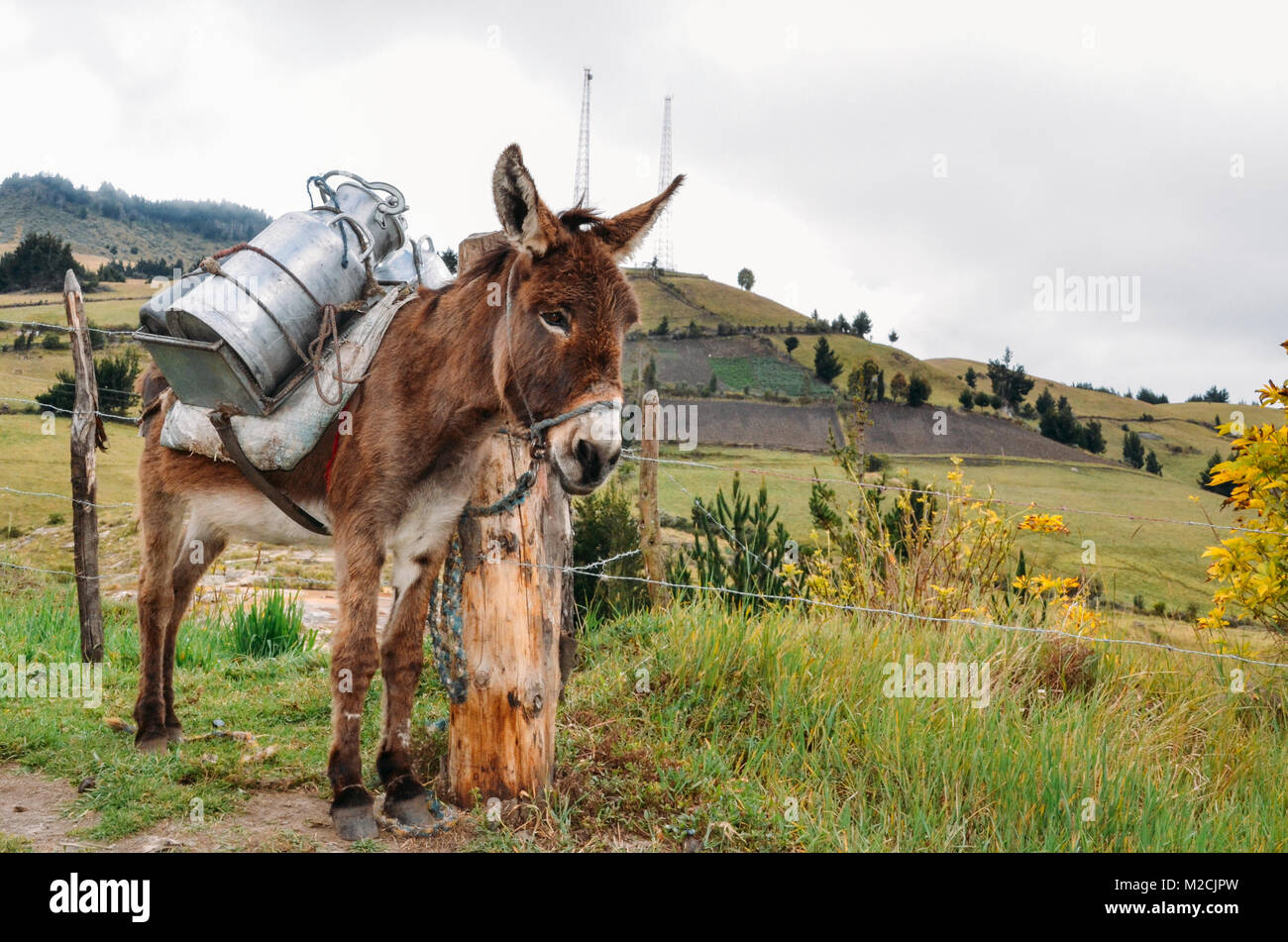 Donkey carrying water and supplies Chimborazo in rural Ecuador Stock ...