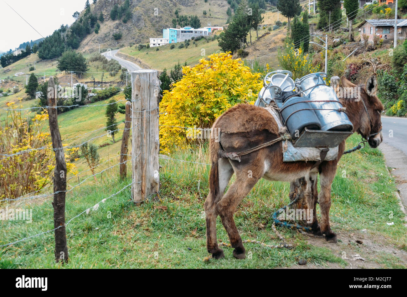 Donkey carrying water and supplies Chimborazo in rural Ecuador Stock ...