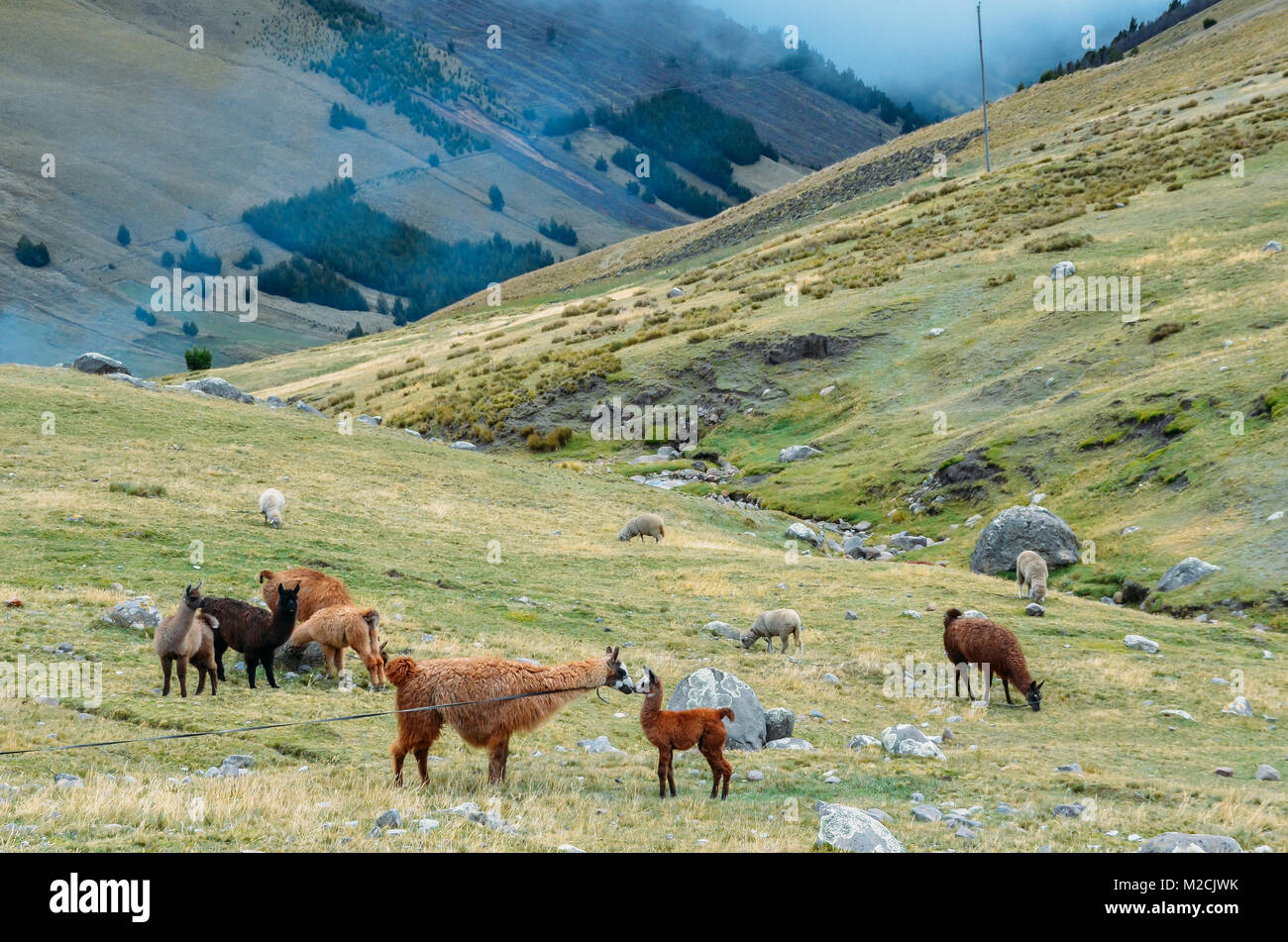 Llama is a domesticated South American camelid, widely used as a meat ...