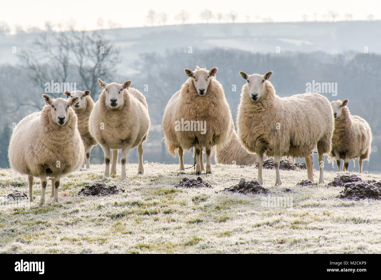 Pregnant sheep hi-res stock photography and images - Alamy
