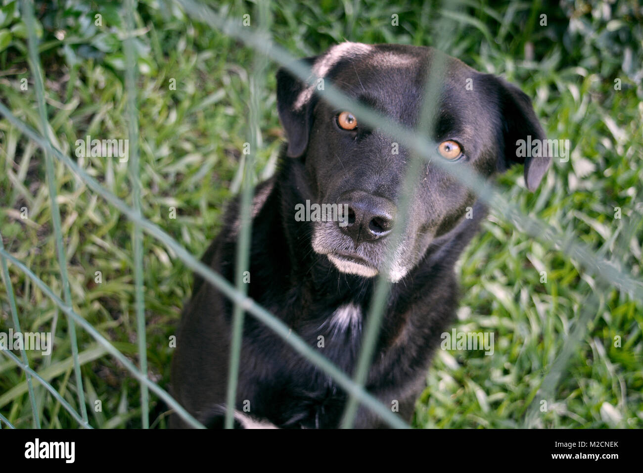 Sad dog eyes hi-res stock photography and images - Alamy
