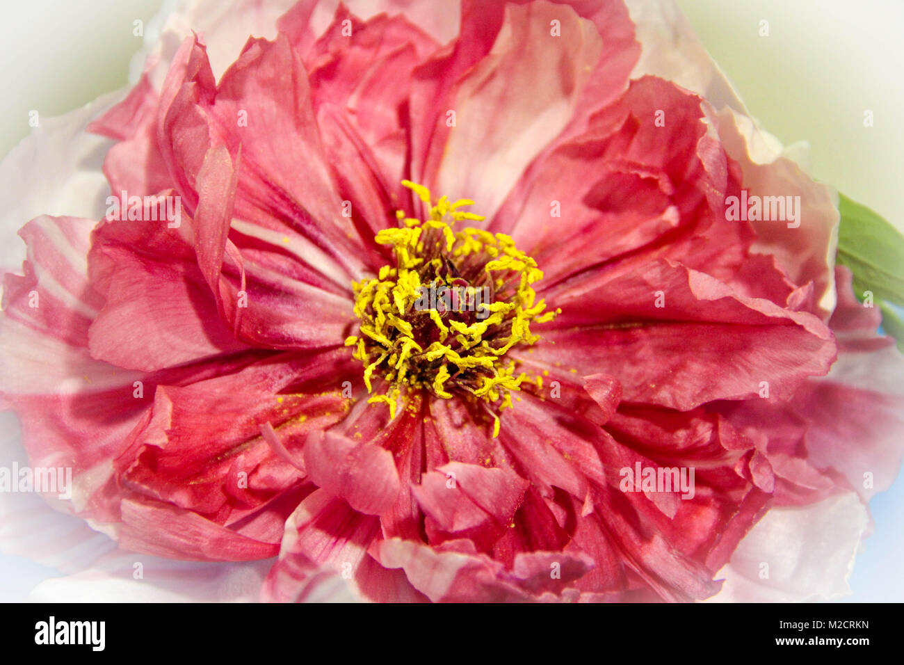 Peony Big Red Flower Head Stock Photo - Alamy