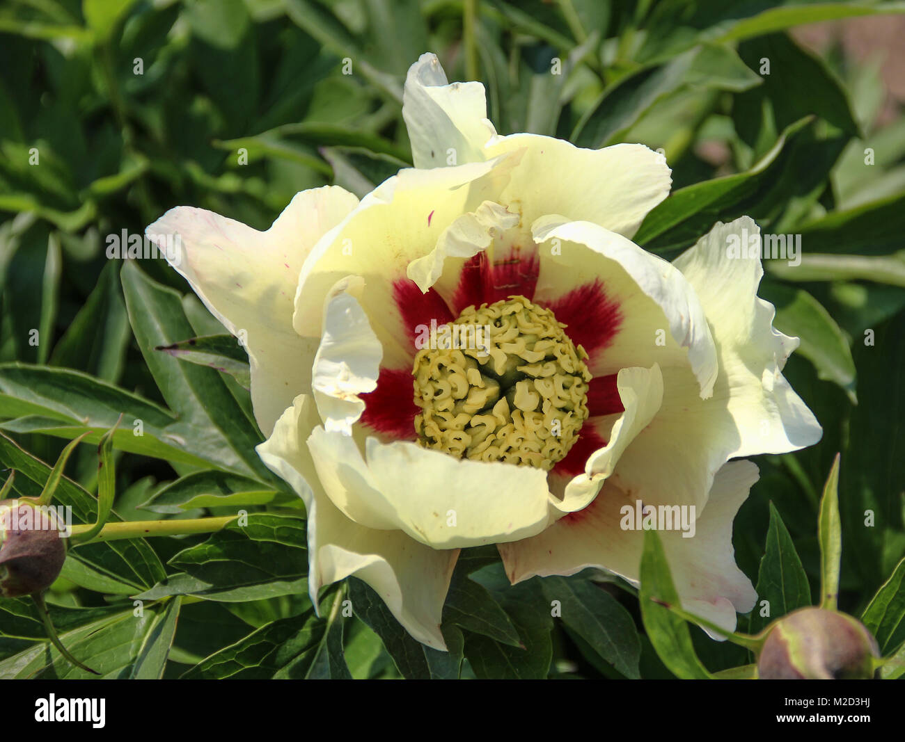 Peony Big Flower Head Close-Up Beautiy Stock Photo - Alamy
