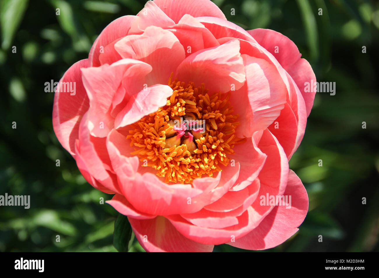 Peony Big Flower Head Close-Up Beautiy Stock Photo - Alamy