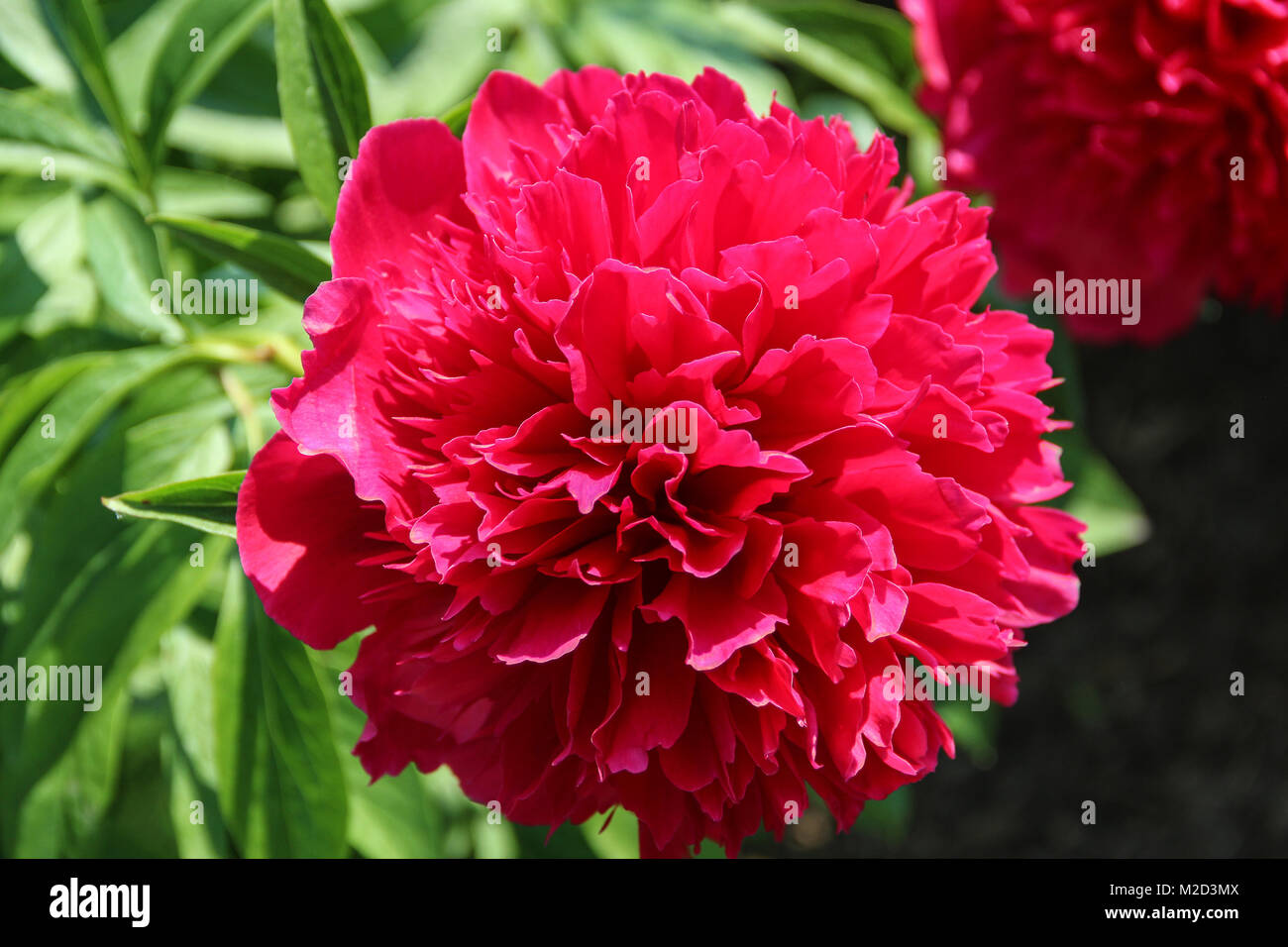 Peony Big Flower Head Close-Up Beautiy Stock Photo - Alamy