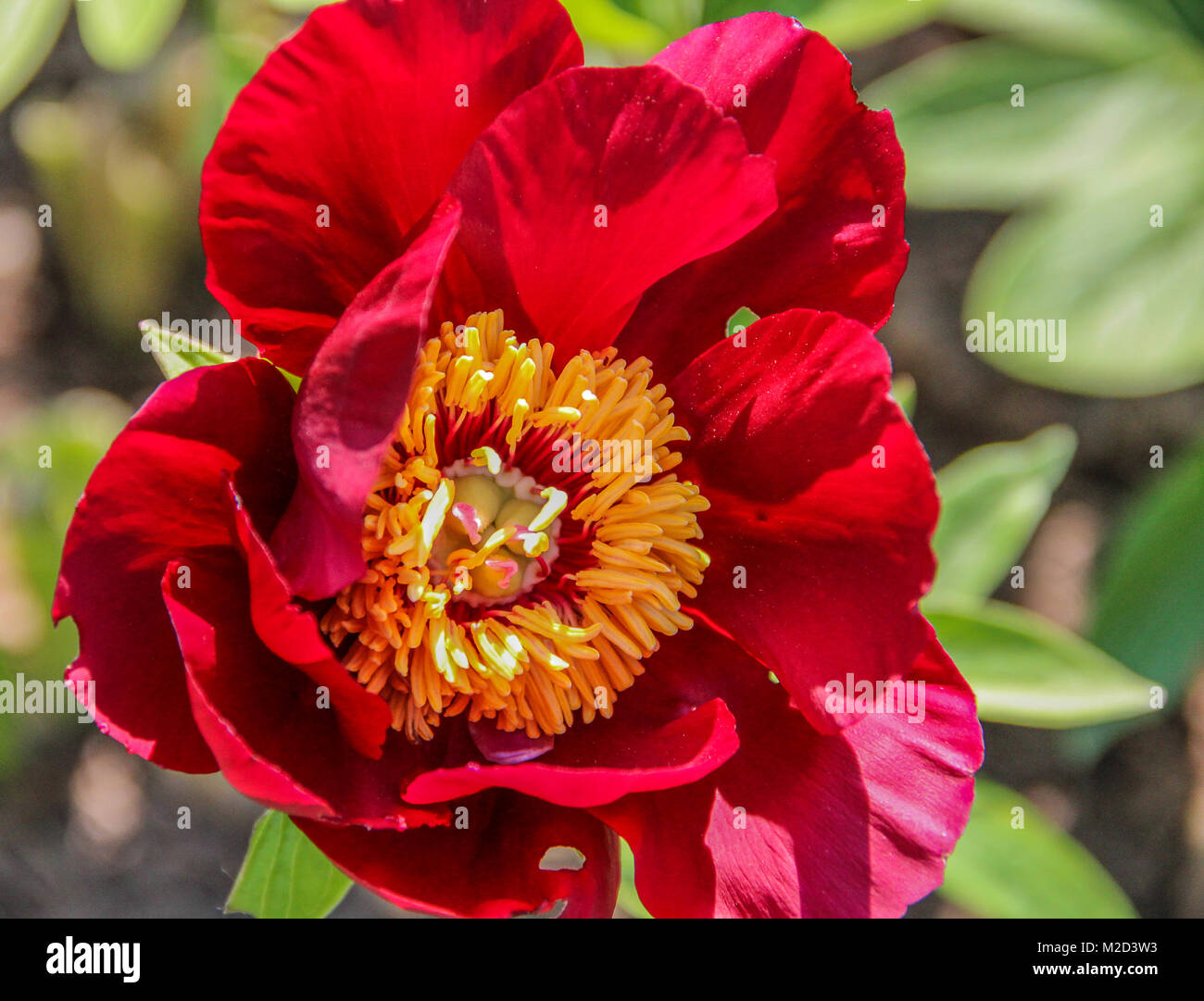 Peony Big Flower Head Close-Up Beautiy Stock Photo - Alamy