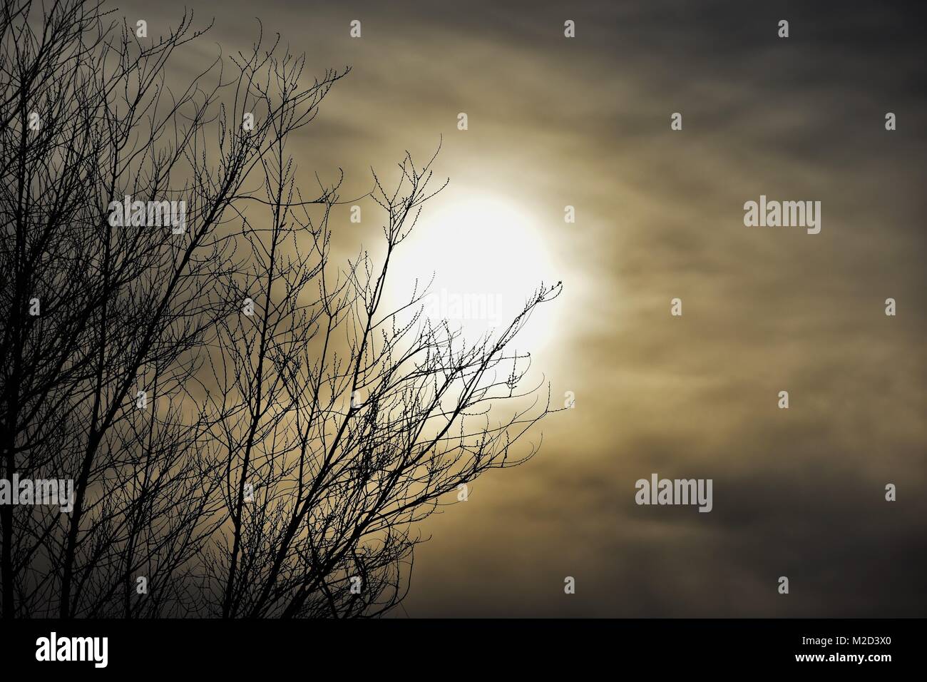 Eerie Sunset With Leafless Tree, Cloudy Sky Stock Photo - Alamy