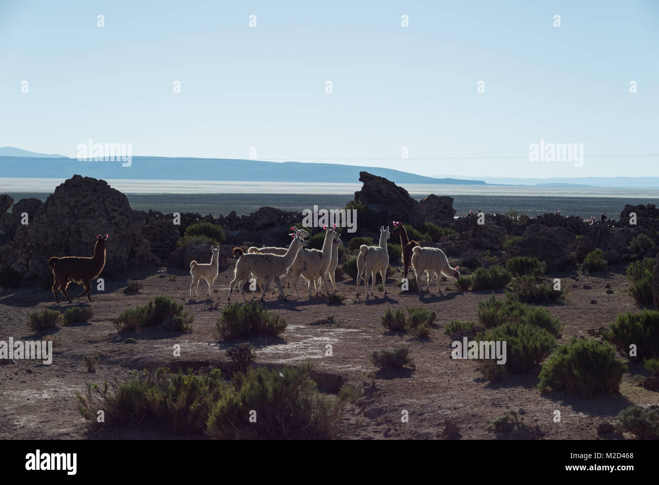 Bolivia Atacama Desert taken in 2015 Stock Photo - Alamy