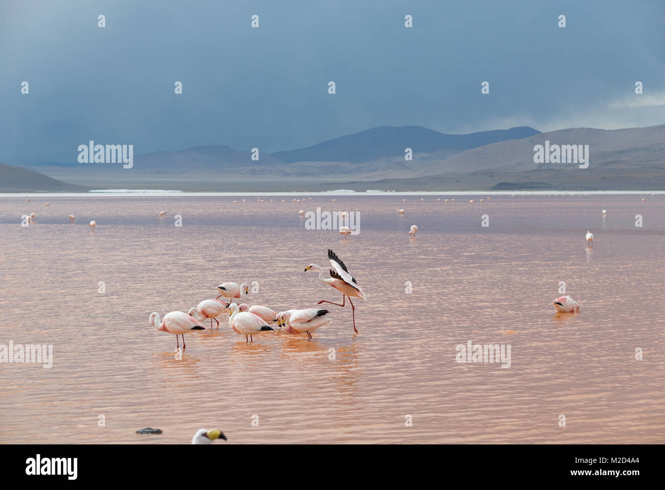 Atacama Desert Bolivia taken in 2015 Stock Photo - Alamy