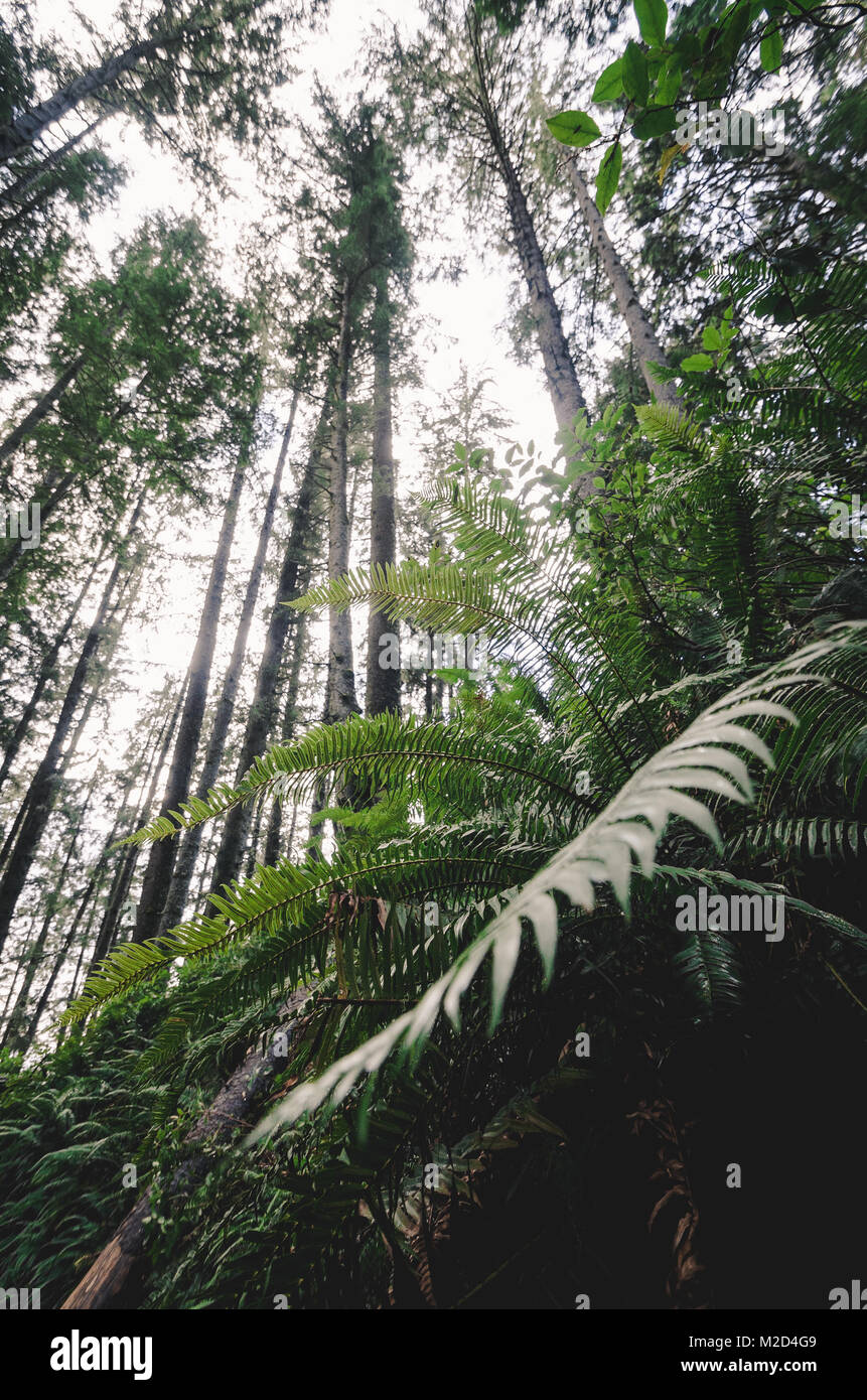 Nature Appreciation in the Pacific Northwest Stock Photo - Alamy