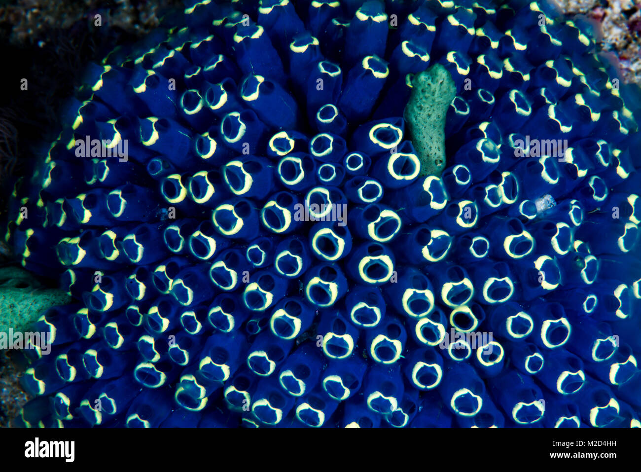 Anathias fish swimming over the reef Stock Photo - Alamy