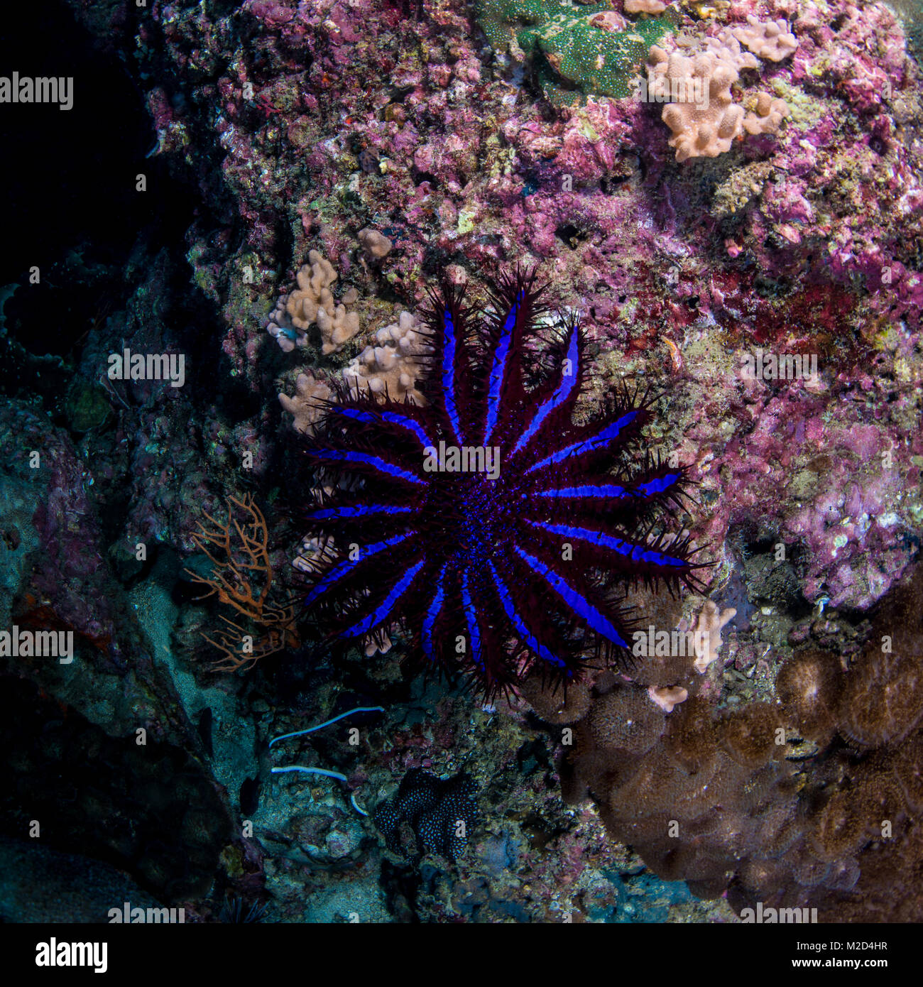 A crown of thorns star fish Stock Photo - Alamy