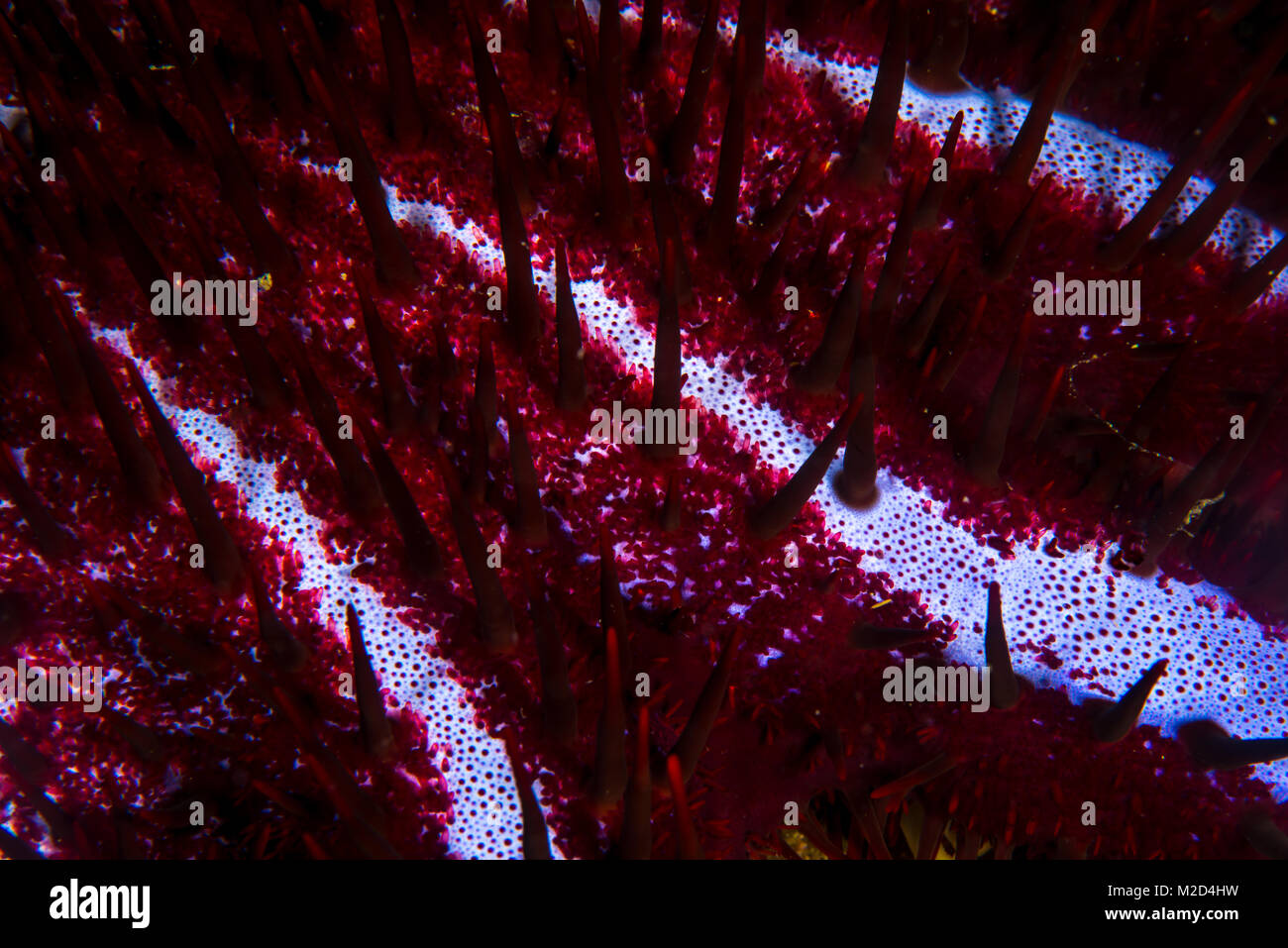 Close up of a crown of thorns star fish Stock Photo - Alamy