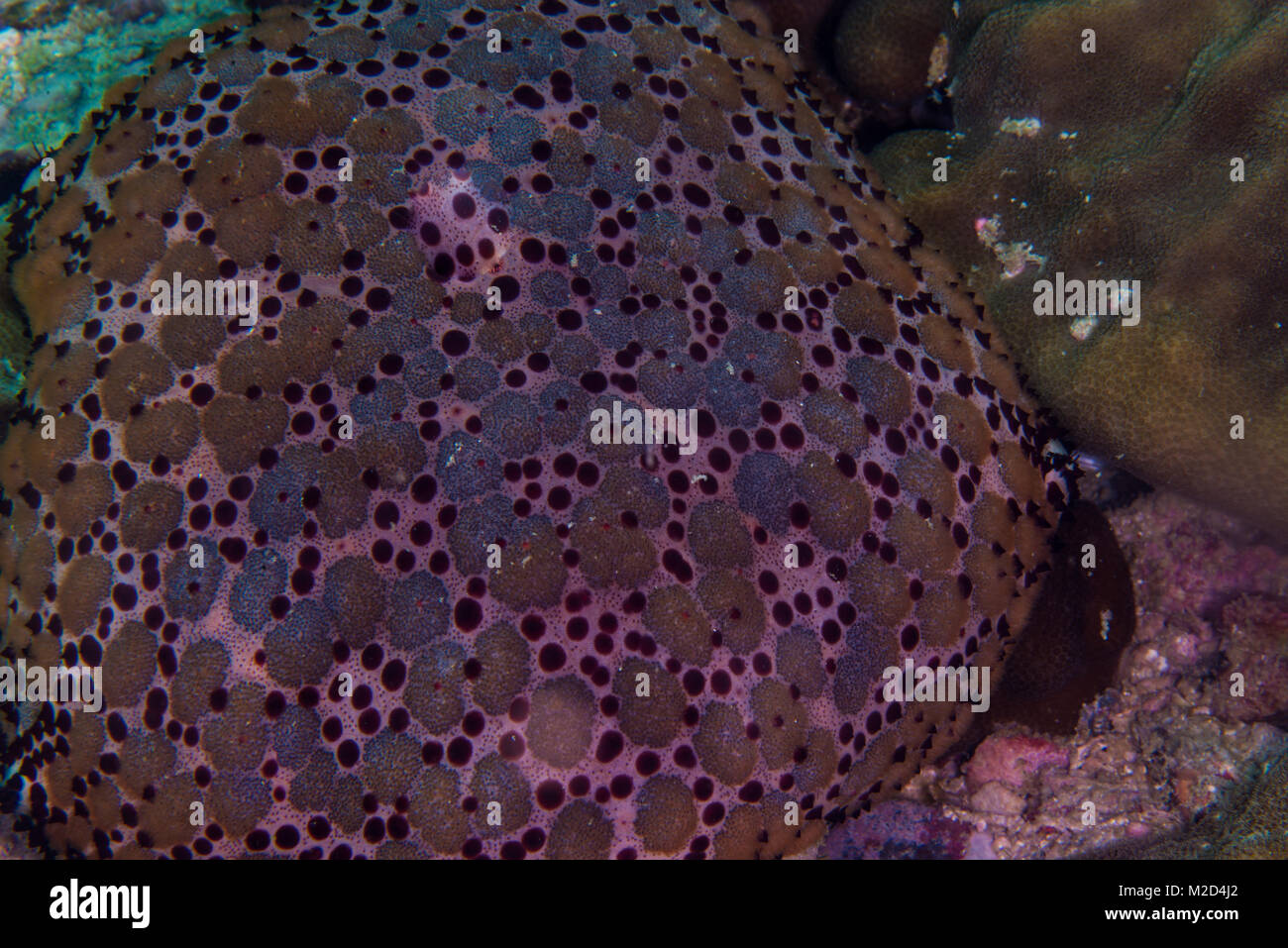 Star fish pin hi-res stock photography and images - Alamy