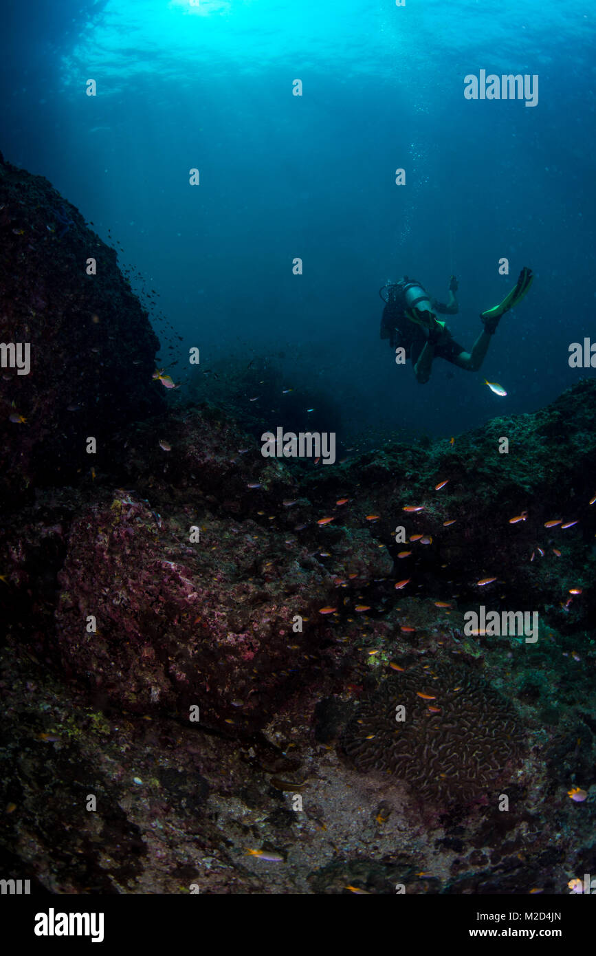 Diver exploring the reef Stock Photo - Alamy