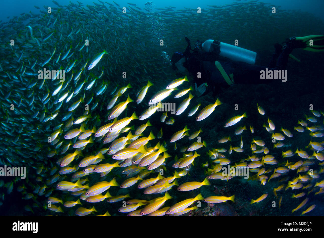 Big eye snapper hi-res stock photography and images - Alamy