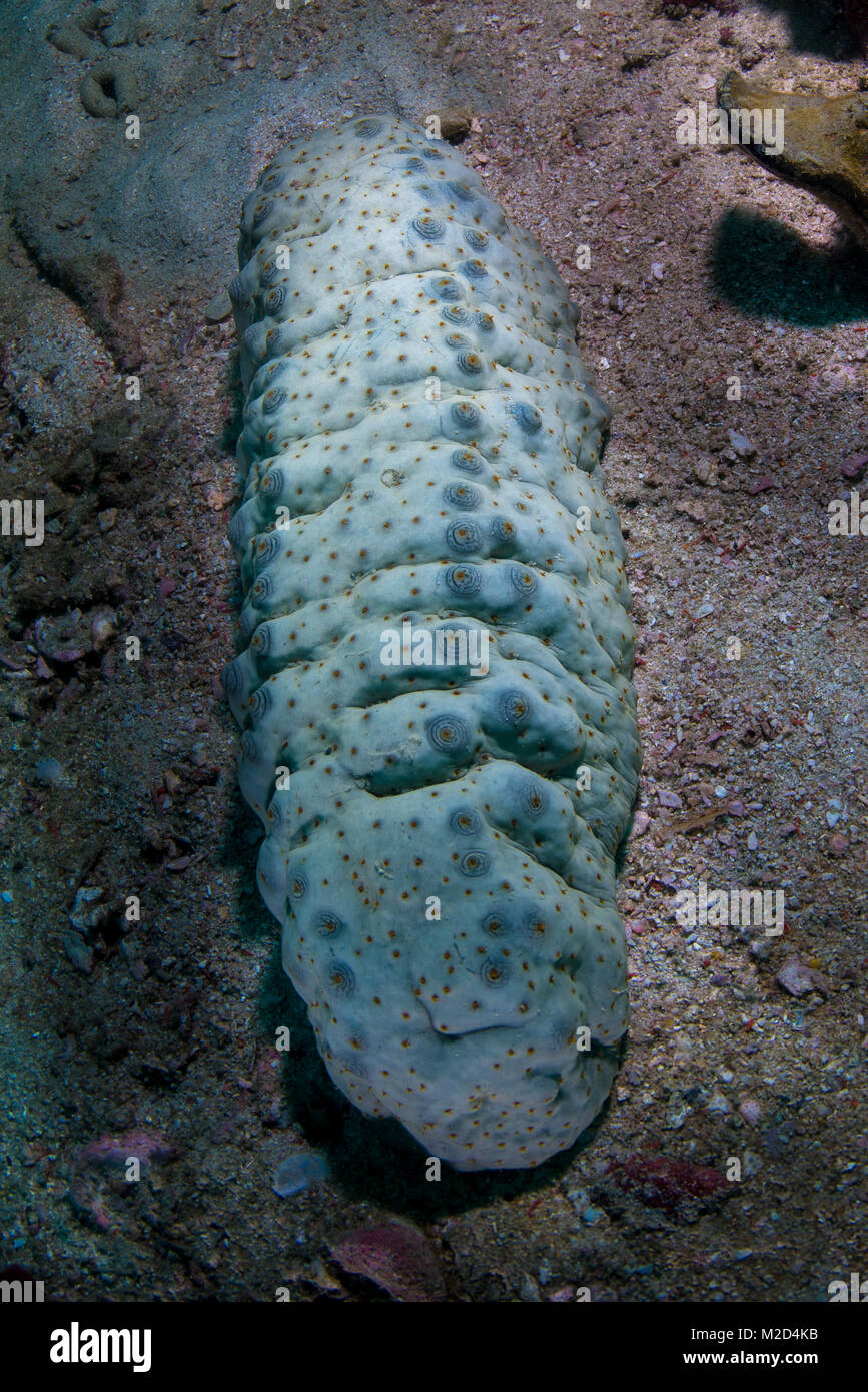 Close up of an eye spotted sea cucumber Stock Photo - Alamy