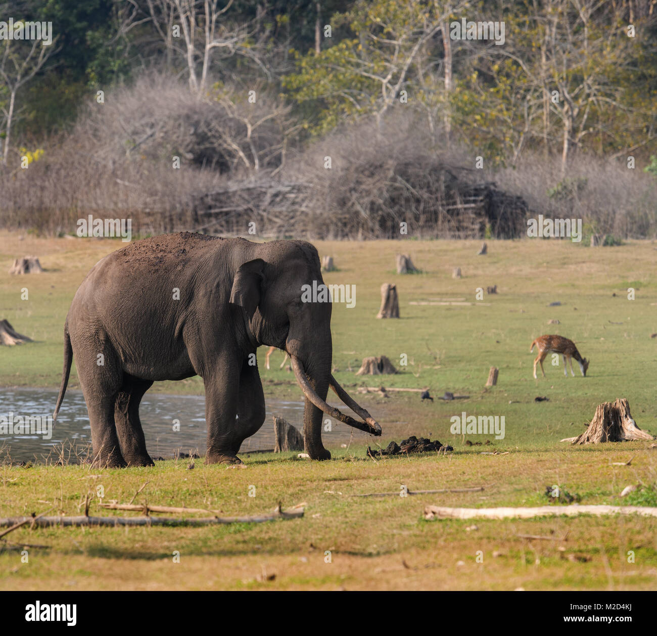 Huge massive long tusk indian elephant after mud bath in natural ...