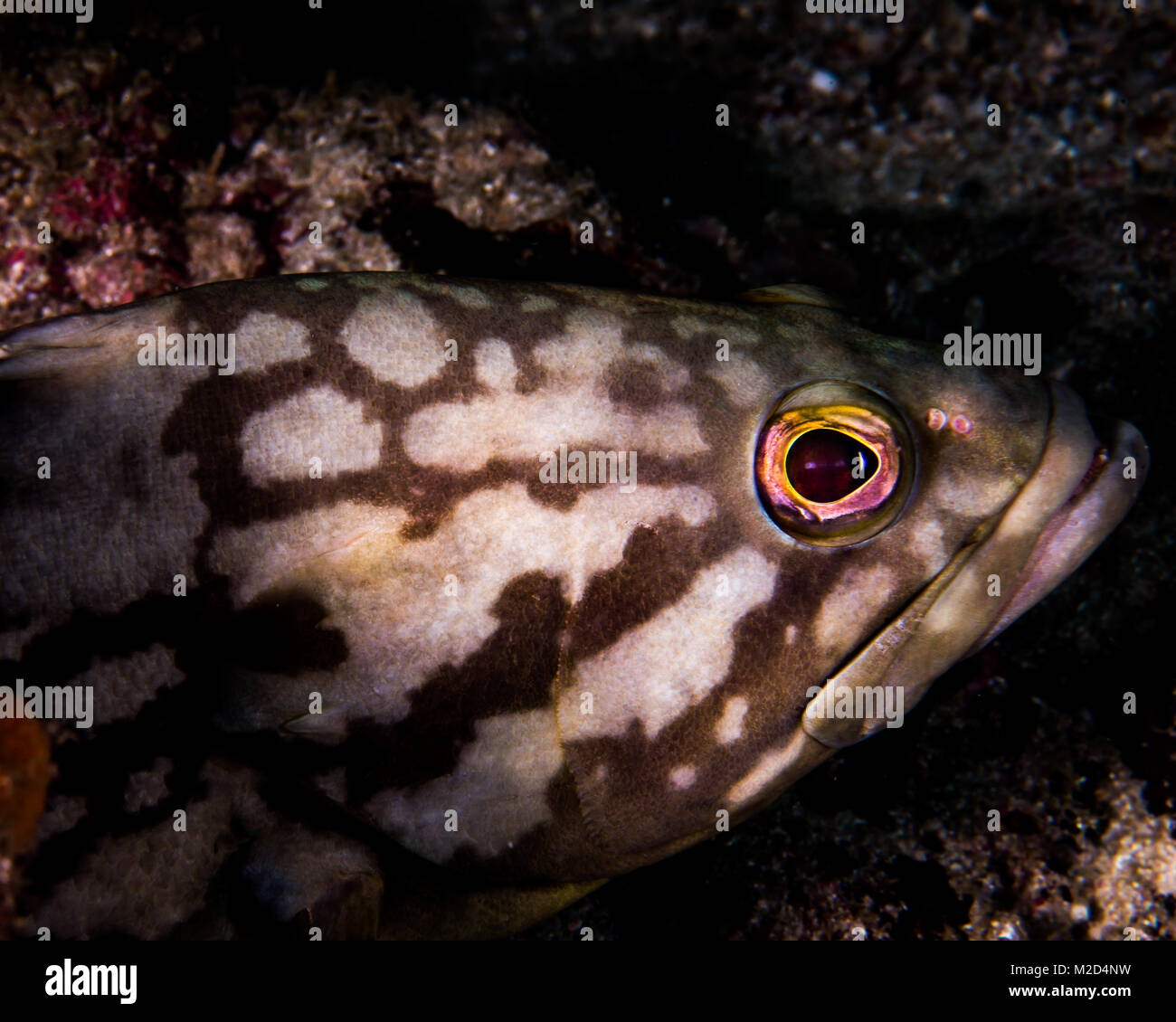 Grouper fish and moray eel hi-res stock photography and images - Alamy