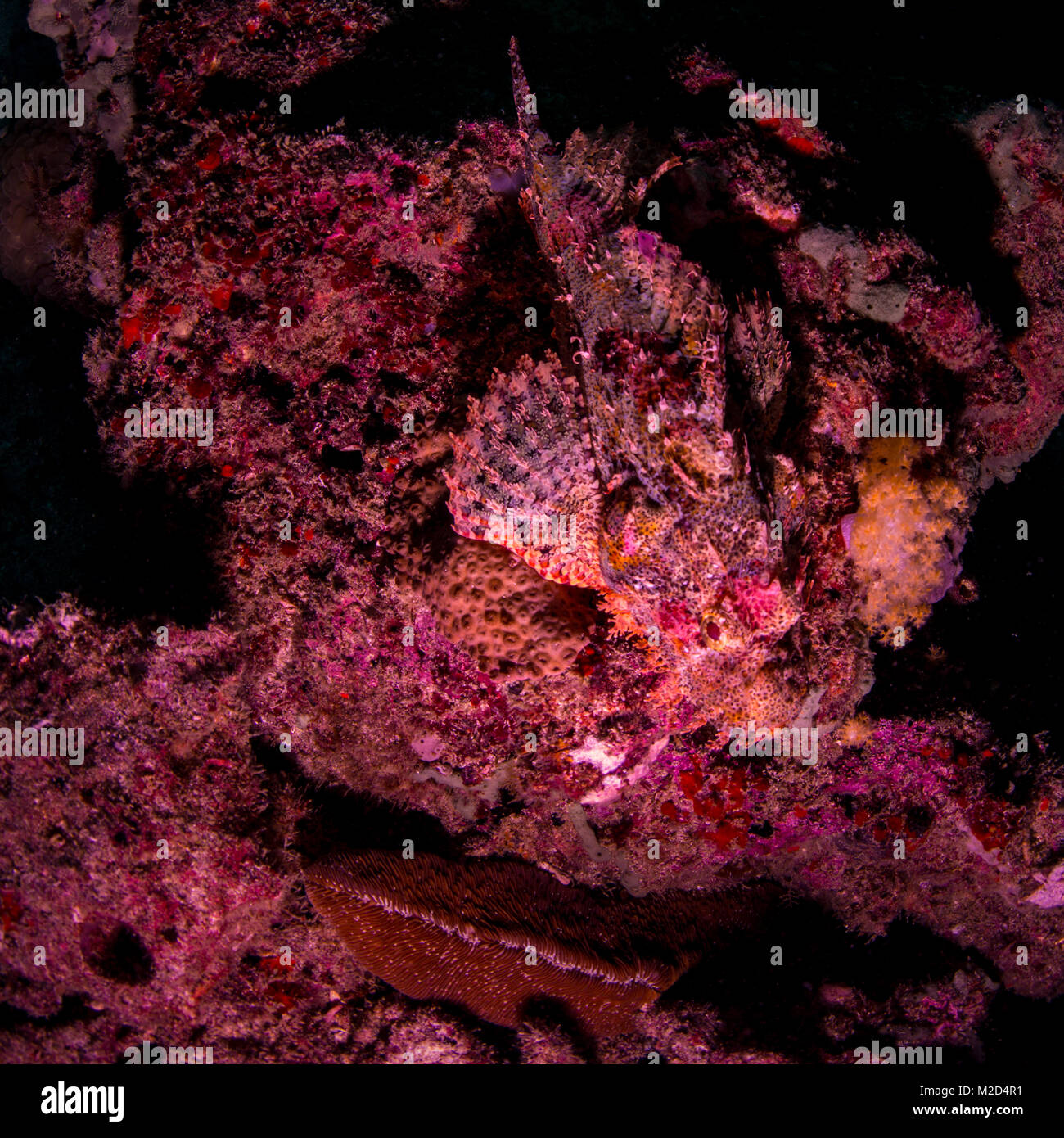 A stone fish resting on the reef Stock Photo - Alamy