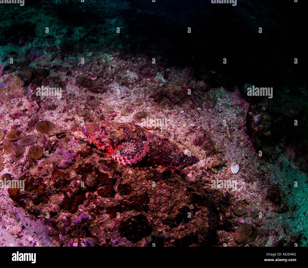 A stone fish resting on the reef Stock Photo - Alamy