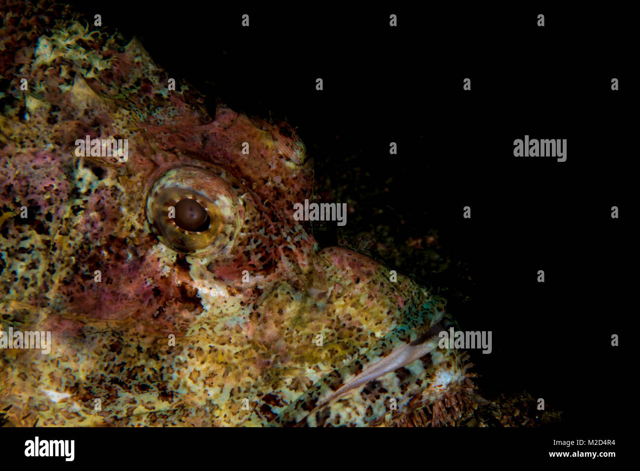 A stone fish resting on the reef Stock Photo - Alamy